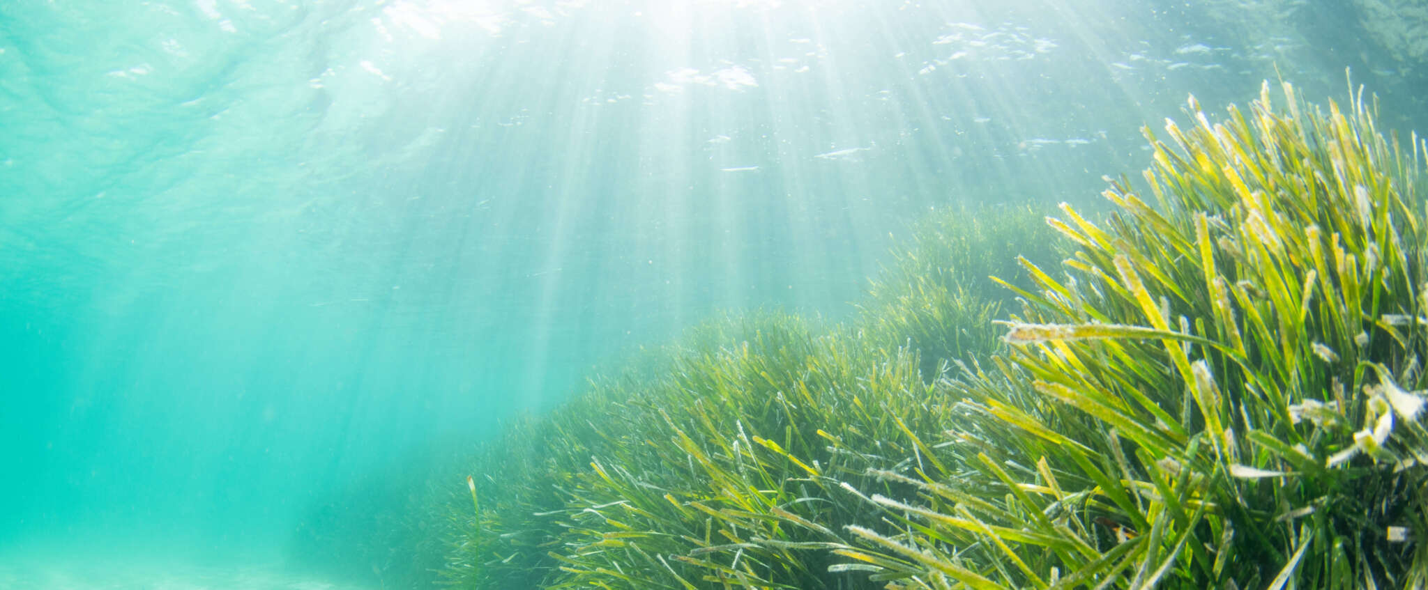 Posidonia Oceánica: La importante labor de Arrels Marines para salvarla